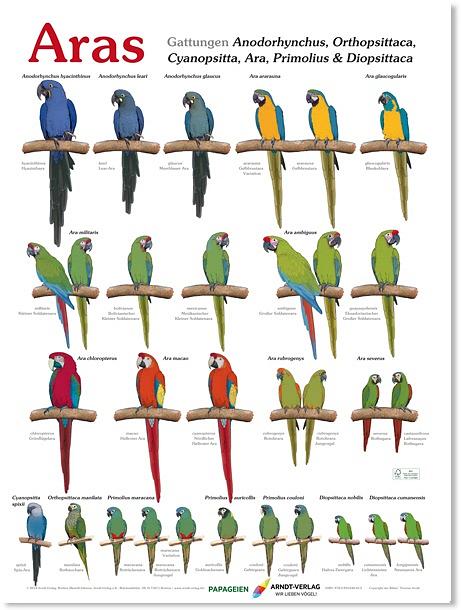 Poster Aras - 2. Auflage | Poster